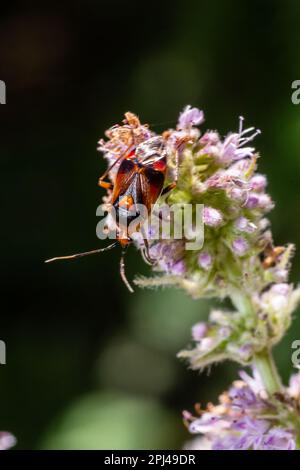 Closeup on a small Mirid bug, Deraeocoris ruber , hanging on a green ...