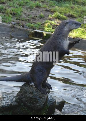 England, Devon, Dartmoor Otter Sanctuary: British otters (Lutra lutra ...