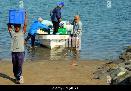 Oman, Barka: unloading the latest catch from the fishing boats ...