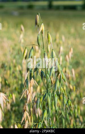 Field of young green Oats. Plantation of oats in the field - crop ...