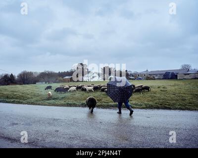 Work in Galician countryside Stock Photo - Alamy