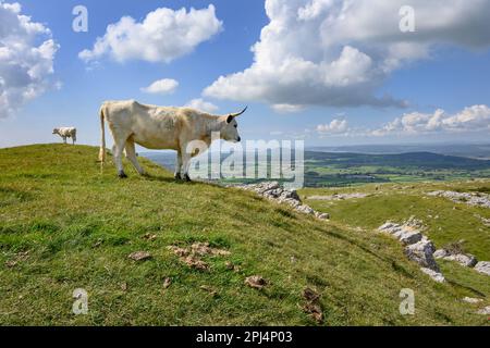 White Park Cattle Farleton Knott Stock Photo - Alamy