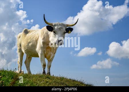 White Park Cattle Farleton Knott Stock Photo - Alamy