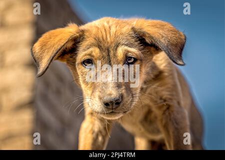 Cute mixed blood puppy potrait with a cute face, looking at the camera ...