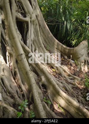 Ficus thonningii trunk and roots in the Jungle Garden at Huntington ...