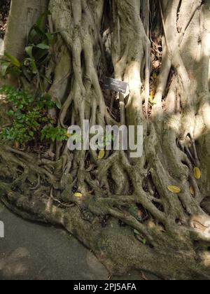 Ficus thonningii trunk and roots in the Jungle Garden at Huntington ...