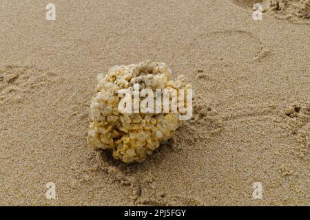 You can find the yellow spanballs of the whelks at the beach of Blavand ...