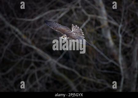 Falcon flyght. Gyrfalcon, Falco rusticolus, bird of prey fly. Flying ...