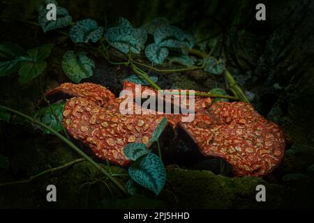 corpse flower - Rafflesia arnoldii Stock Photo - Alamy