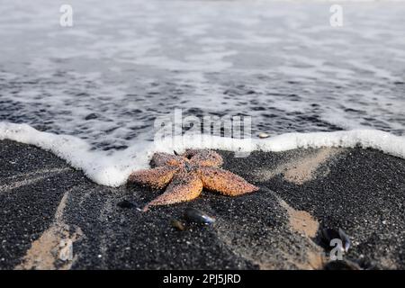 Common Starfish (Asterias rubens) Saltburn-by-the-Sea, North Yorkshire ...