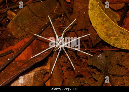 A Common White-flanked Water Spider (Nilus albocinctus) in a stream in ...