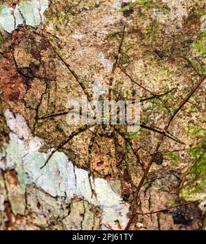 Lichen huntsman (Pandercetes sp.) guarding its nest. Photo from Tanjung ...
