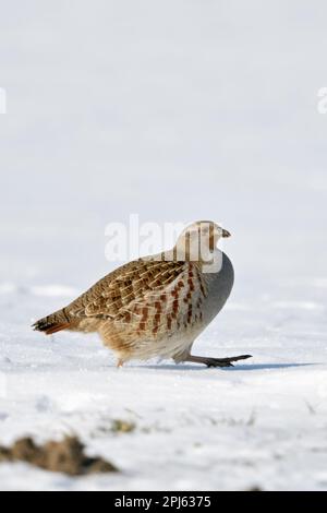 Partridge in Winter Stock Photo - Alamy