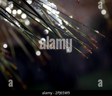 Snow melts on a branch, water drops on trees, the beginning of spring ...