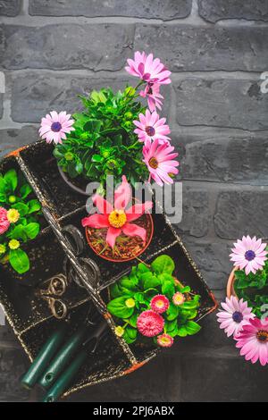 Tool box withpotted spring flowers, gardening tools on black stone ...
