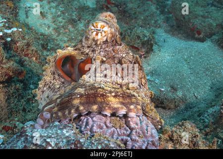 Common octopus (Octopus vulgaris), Sodwana Bay National Park dive site ...