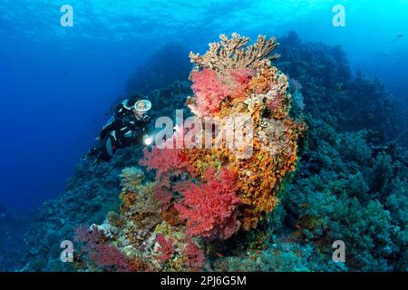Coral block on coral reef, typical, with many different corals and ...