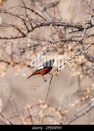 male white-winged redstart Stock Photo - Alamy