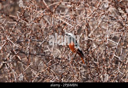 male white winged redstart Stock Photo - Alamy
