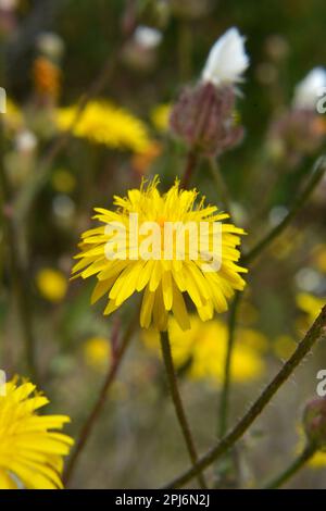 Crepis foetida grows in the wild in summer Stock Photo - Alamy