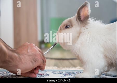 A man gives a rabbit medicine from a syringe. Bunny drinks from a ...