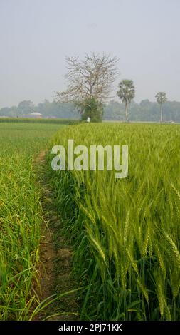 Wheat Fields Bangladesh, Wheat, Fields, Wheat Fields Stock Photo - Alamy