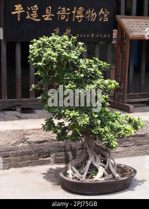 Large ancient bonsai tree in a garden in Suzhou China Stock Photo - Alamy