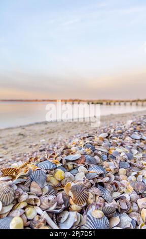 an abundant amount of shells on a sag harbor coast line Stock Photo - Alamy