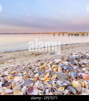 an abundant amount of shells on a sag harbor coast line Stock Photo - Alamy
