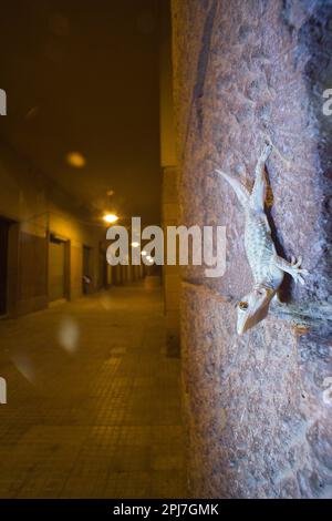 Tarantola o Platidattilo Muraiolo, Tarentola mauritanica, appena ...