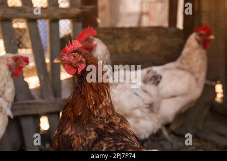 Many beautiful hens in yard. Domestic animals Stock Photo - Alamy