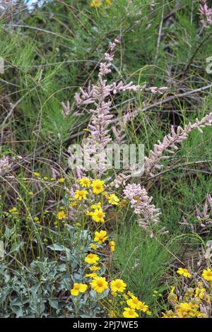 Salt cedar or Tamarix ramosissima and brittle brush in bloom at the ...