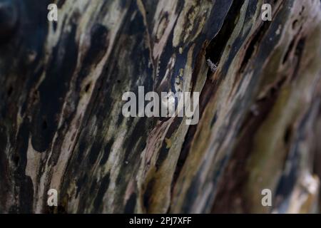 Texture bark 4K high quality Stock Photo - Alamy