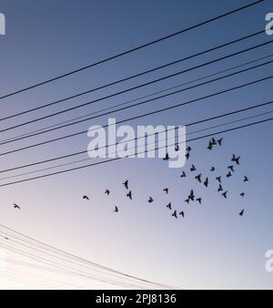 Birds flying away from power lines at dawn Stock Photo - Alamy