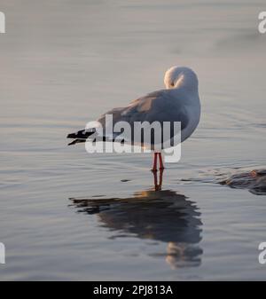 Seagull preening its feathers at sunrise Stock Photo - Alamy
