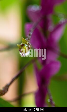 Globba winitii 'Red Dragon;. an ornamental ginger Stock Photo - Alamy