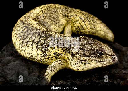 Shingleback skink (Tiliqua rugosa rugosa Stock Photo - Alamy
