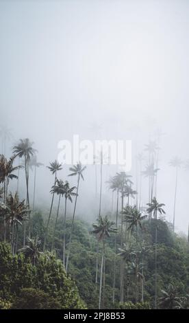 Highest Coconut Palm Trees Cocora Valley in Salento, Disney Village in ...