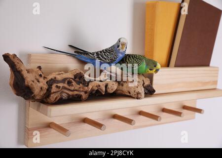 Beautiful bright parrots on shelf indoors. Cute pets Stock Photo - Alamy