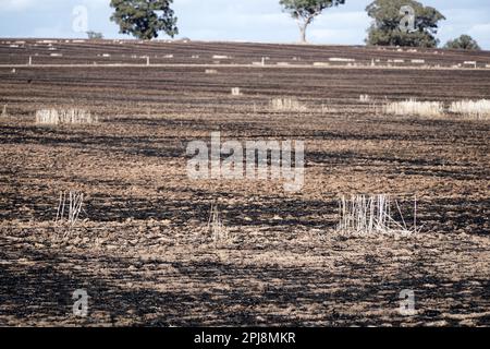 Various landscape Pictures of the burnt stubble in a paddock in ...