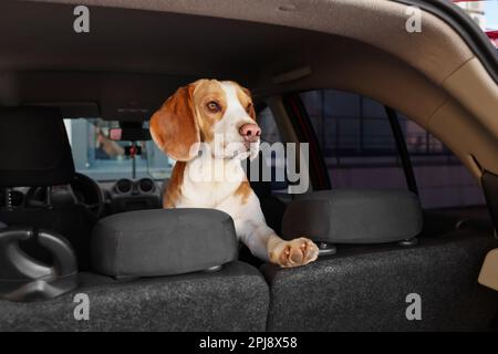 Cute Beagle dog in car. Adorable pet Stock Photo - Alamy
