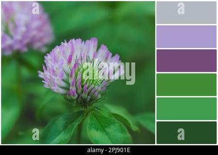 Color palette and beautiful violet clover flower on blurred background ...