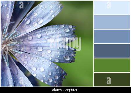 Color palette and beautiful blooming chicory flowers growing outdoors ...