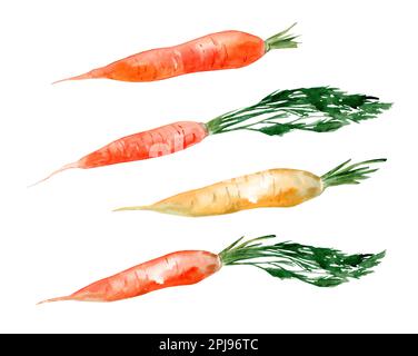 Fresh yellowstone carrots with sliced pieces. Watercolor hand drawn ...