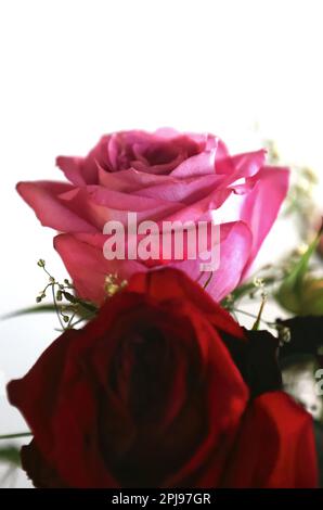 Random nature photography of flowers, buds, floral gardens, lovely ...