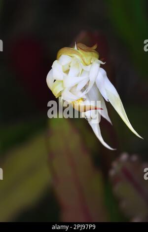 Random nature photography of flowers, buds, floral gardens, lovely ...