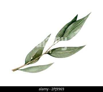 Hand drawn watercolor green ruscus branches with leaves for wedding ...