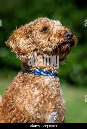 Yellow Labradoodle Portrait Stock Photo - Alamy