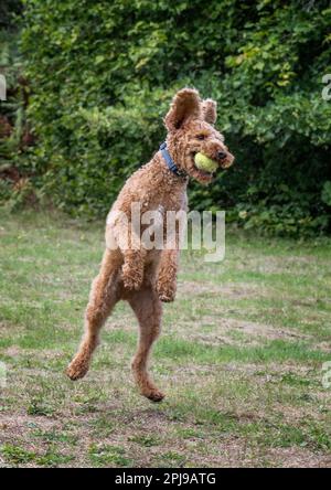 Yellow Labrador and Labradoodle Playing in Sea Stock Photo - Alamy