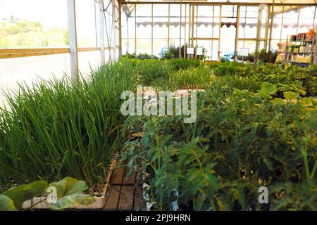 Many different vegetable seedlings in garden center Stock Photo - Alamy